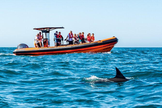 Cascais coast: Dolphin watching - Why This Tour Represents Good Value