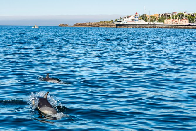 Cascais coast: Dolphin watching - FAQ