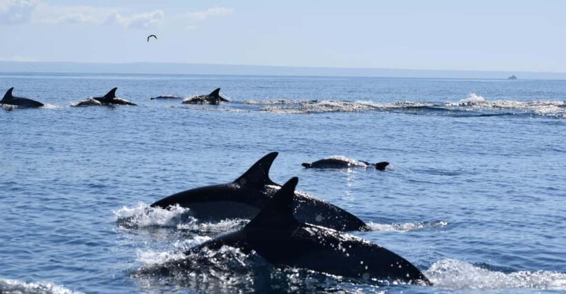 Cascais: Dolphin Watching Speedboat Tour - Key Points