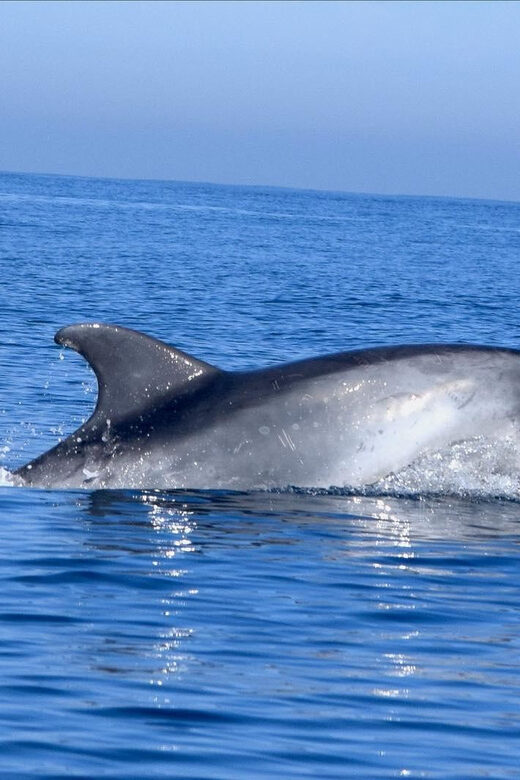 Cascais: Dolphin Watching Speedboat Tour - A Detailed Look at the Experience