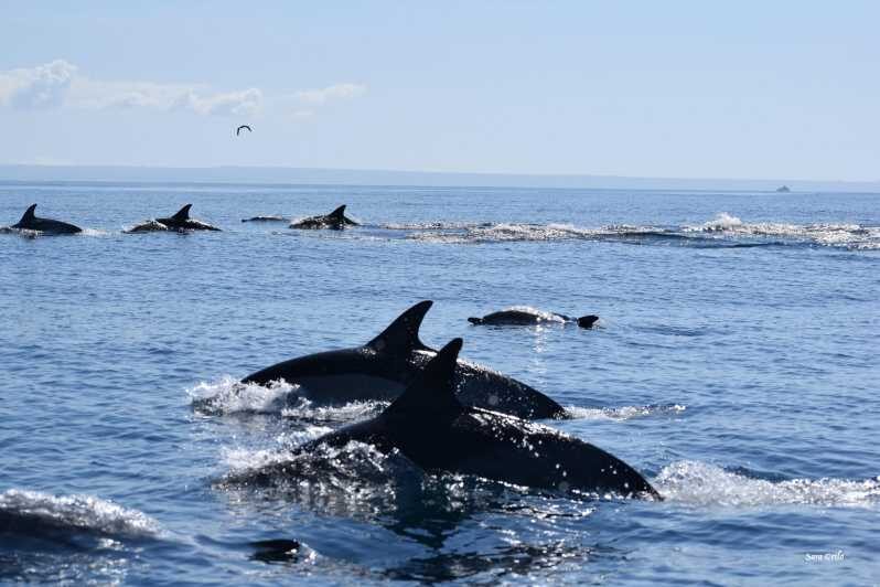Cascais: Dolphin Watching Speedboat Tour - FAQ