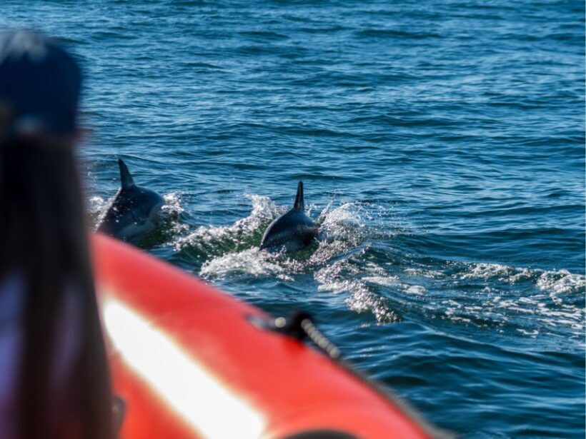 Cascais: Dolphin Watching Tour - What to Bring and What Not to Do