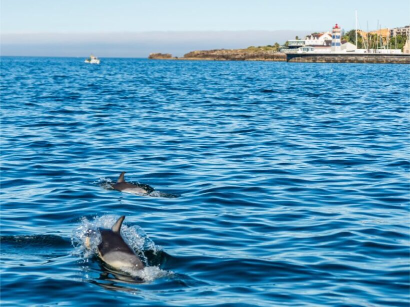 Cascais: Dolphin Watching Tour - The Sum Up