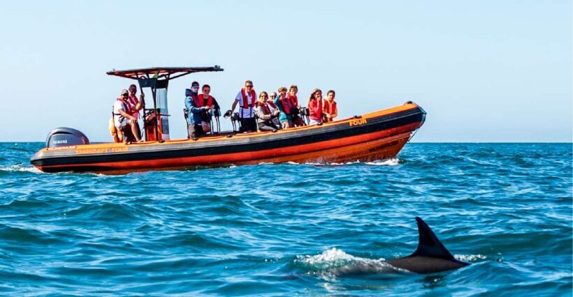 Cascais: Dolphin Watching Tour - The Itinerary in Detail