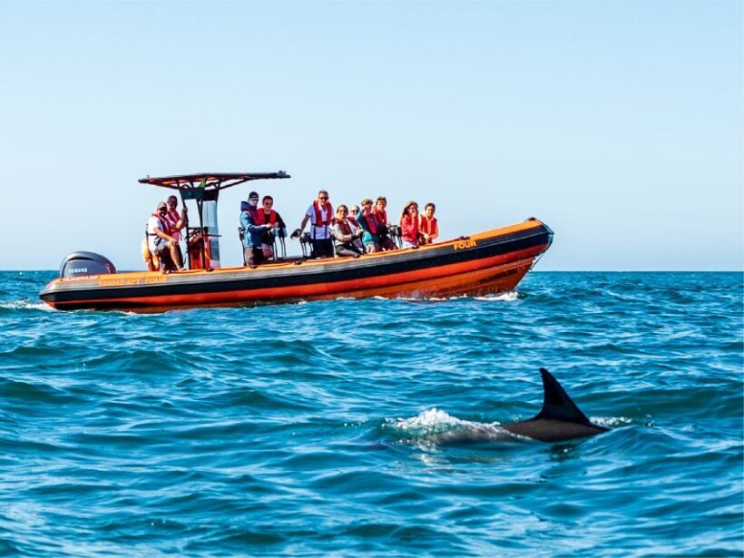Cascais: Dolphin Watching Tour - Practical Tips for Travelers