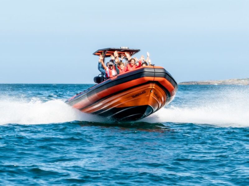 Cascais: Dolphin Watching Tour - Key Points