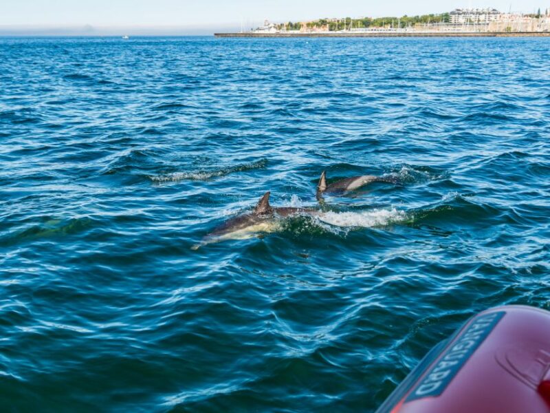 Cascais: Dolphin Watching Tour - The Itinerary in Detail