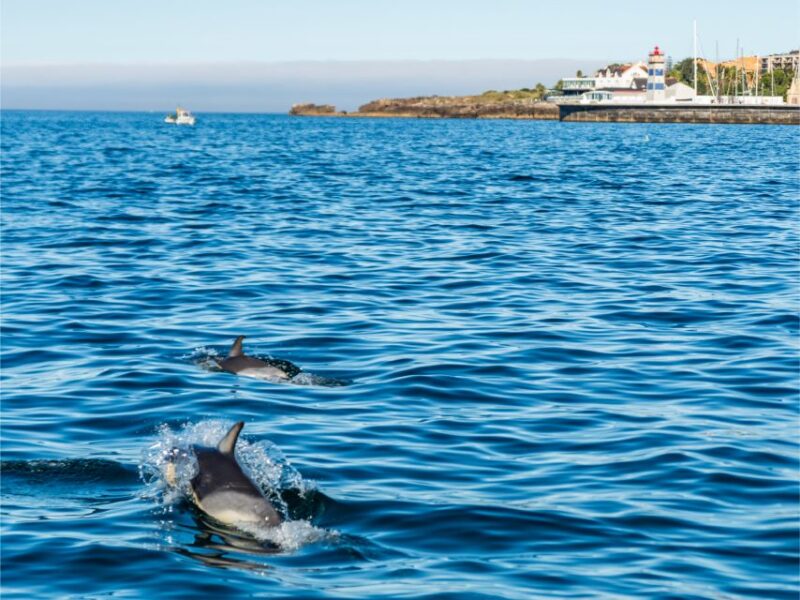 Cascais: Dolphin Watching Tour - Why This Tour Is a Good Choice