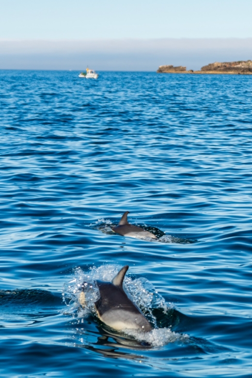 Cascais: Dolphin Watching Tour - Summary