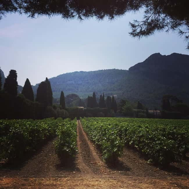 Cassis, Bandol, Le Castellet wine tour: Cliffs and Vineyards - The Sum Up