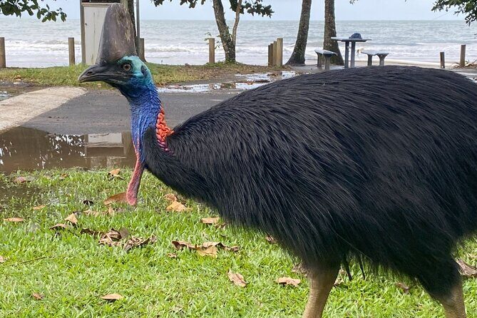 Cassowary Coast Waterfall Culture Tour - Who Is This Tour Best For?