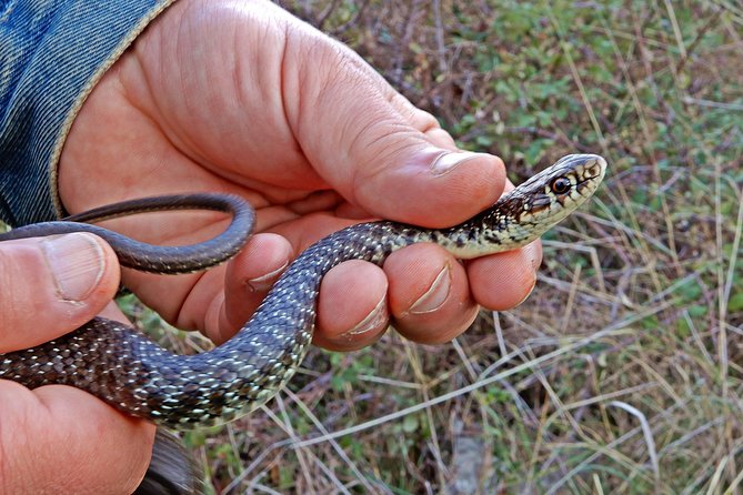 Castel del Monte: excursion in the Alta Murgia National Park - Who Should Take This Tour?