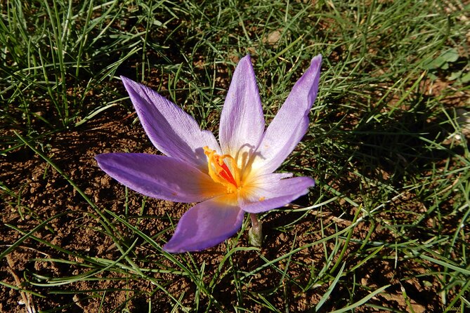 Castel del Monte: excursion in the Alta Murgia National Park - Final Thoughts