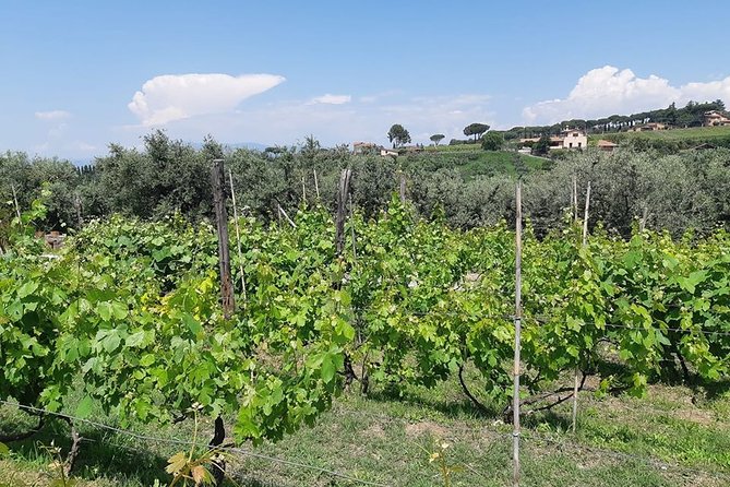 Castelli Romani wine Tour - A Scenic Getaway: What to Expect from the Castelli Romani Wine Tour