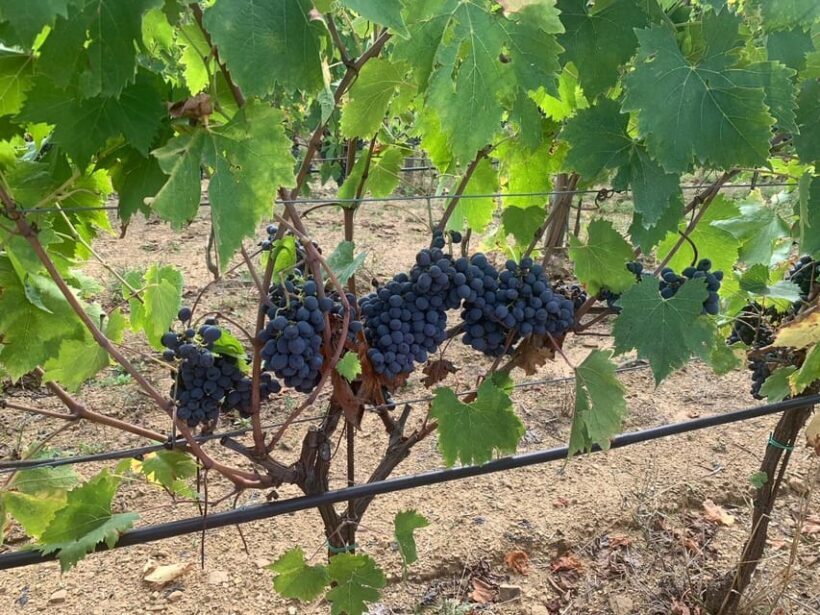 Castiglion Fiorentino: wine tasting with guided tour - Final Thoughts