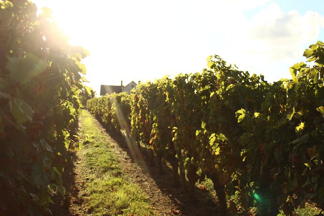 Castle Epicurean Experience with Wine & Local Specialties - Reviews and Authentic Perspectives