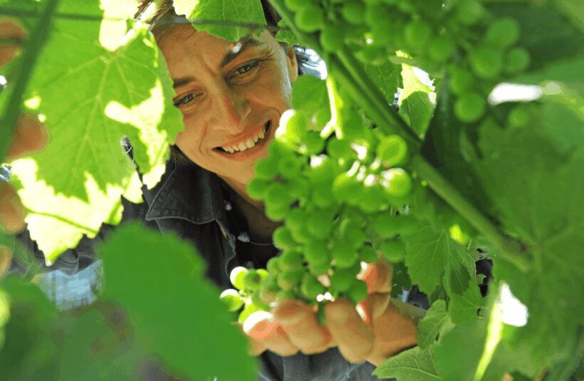 Castle Winery Tour & Tasting near Lake Maggiore - Castle Winery Tour & Tasting near Lake Maggiore: A Deep Dive into Italy’s Volcanic Terroir