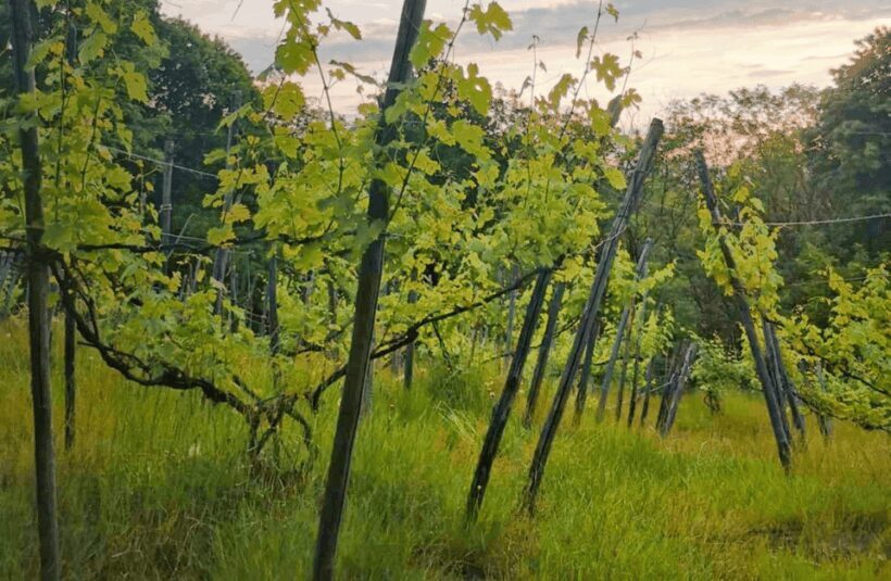 Castle Winery Tour & Tasting near Lake Maggiore - Who Will Love This Tour?