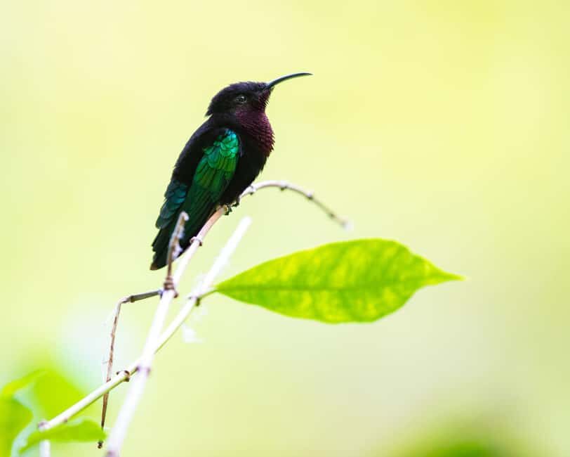 Castries, St. Lucia  Guided Birdwatching Tour - Key Points