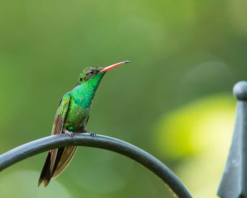 Castries, St. Lucia  Guided Birdwatching Tour - Exploring the Waterworks Reserve: A Natural Haven for Birdwatchers