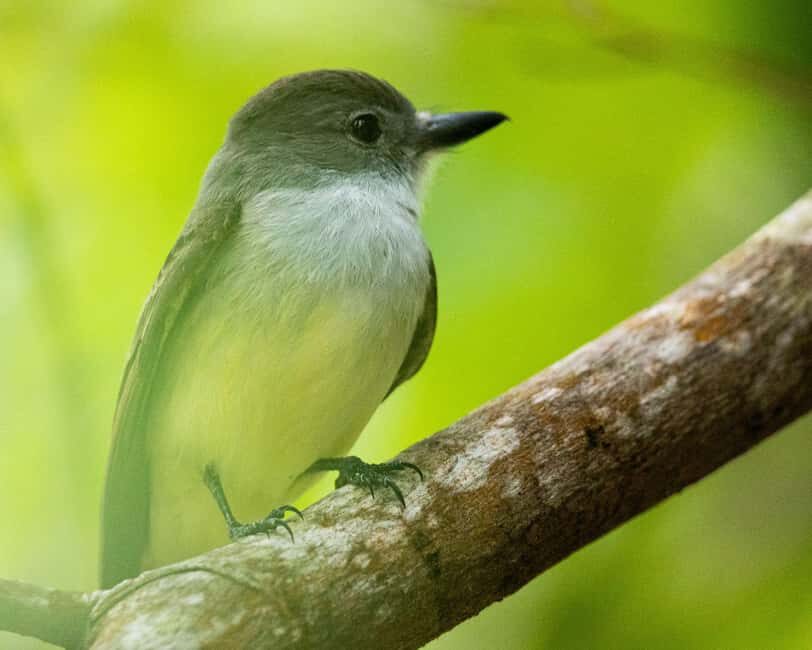 Castries, St. Lucia  Guided Birdwatching Tour - The Experience in Context: Value and Authenticity