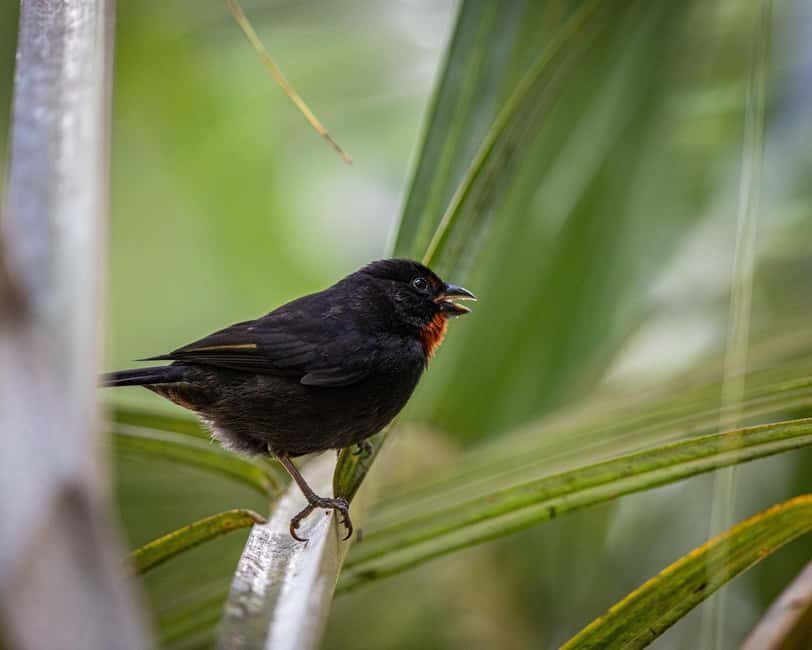 Castries, St. Lucia  Guided Birdwatching Tour - Final Thoughts: Is It For You?
