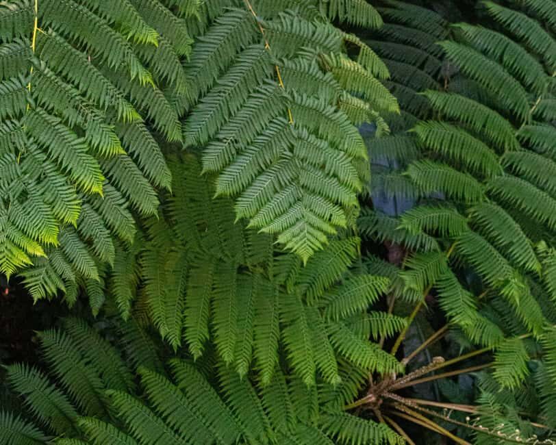 Castries St Lucia: Guided Rainforest Hike  Jacquot Trail - What to Expect on the Jacquot Trail Hike