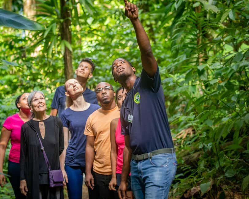 Castries St Lucia: Guided Rainforest Hike  Jacquot Trail - Crossing Ravines and Creeks
