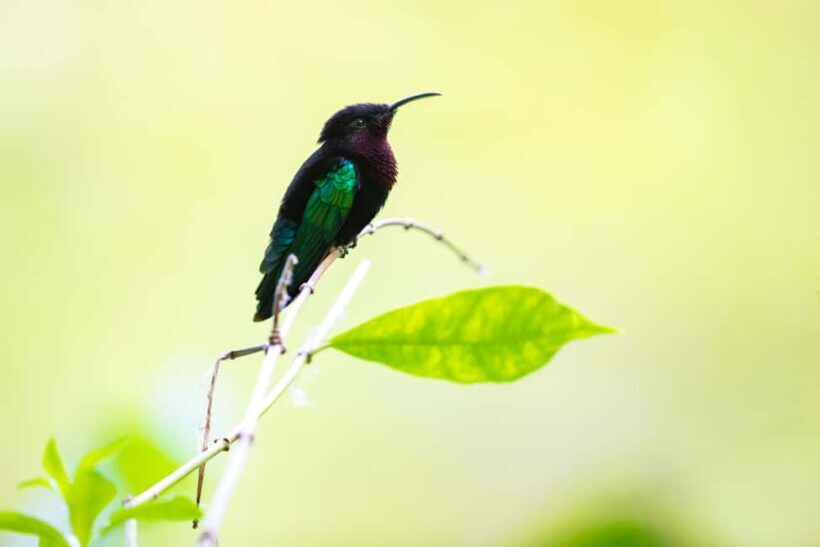 Castries St Lucia: Guided Rainforest Hike  Jacquot Trail - Wildlife and Cultural Lessons
