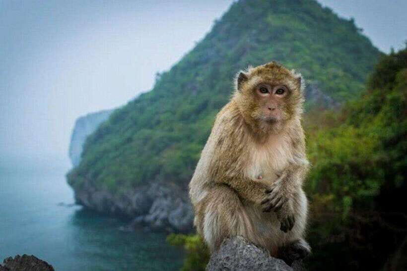 Cat Ba : Lan Ha Bay Bioluminescent Plankton Kayak Boat Tour - Final Thoughts