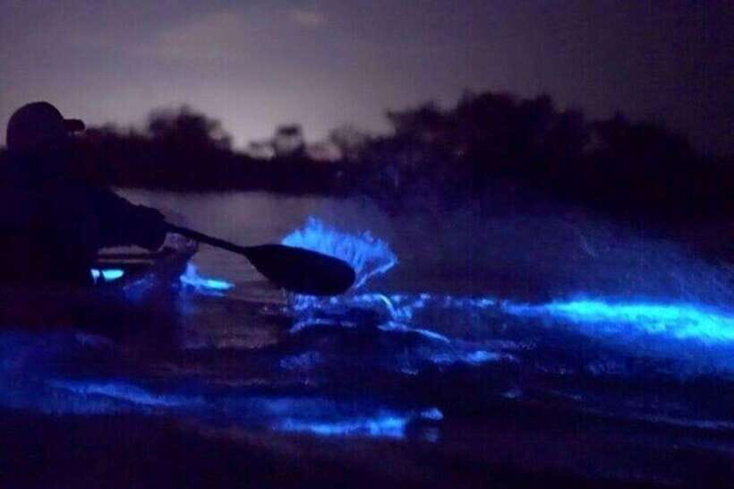 Cat Ba : Lan Ha Bay Bioluminescent Plankton Kayak Boat Tour - FAQ