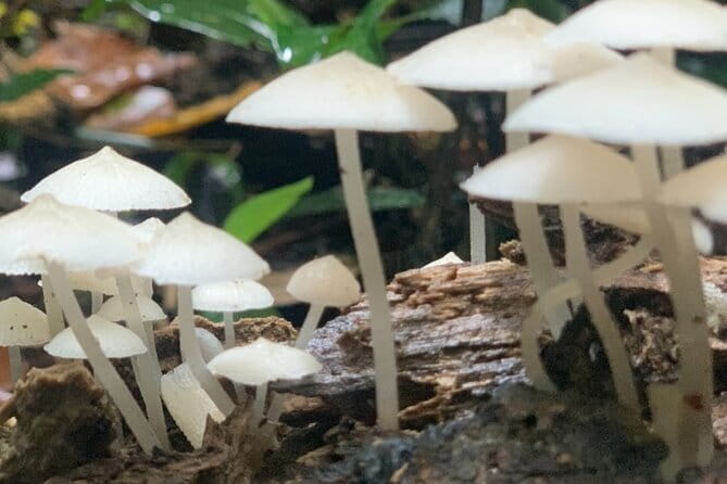 Cat Ba National Park Full Day Trekking Tour to Viet Hai Village - Practical Details and Value