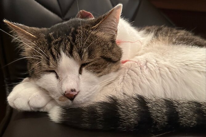 Cat Cafe & Bar Private Tour in Yanaka & Yushima - Key Points