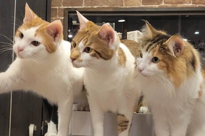 Cat Cafe & Bar Private Tour in Yanaka & Yushima - Common Questions