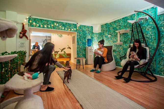 Cat Museum Budapest Entry Ticket - Visitor Experience and Atmosphere