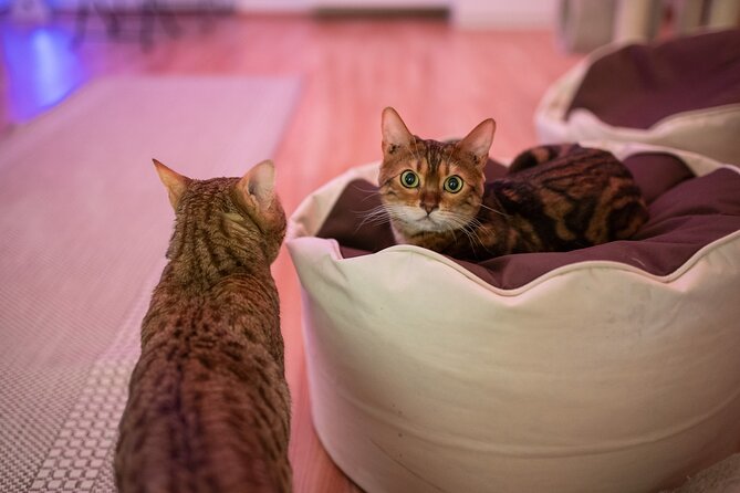 Cat Museum Budapest Entry Ticket - Highlights and Features