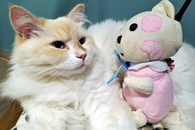 Cat Museum Budapest Entry Ticket - Accessibility and Restrictions