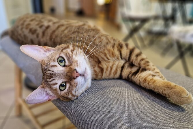 Cat Museum Budapest Entry Ticket - Getting There and Hours of Operation