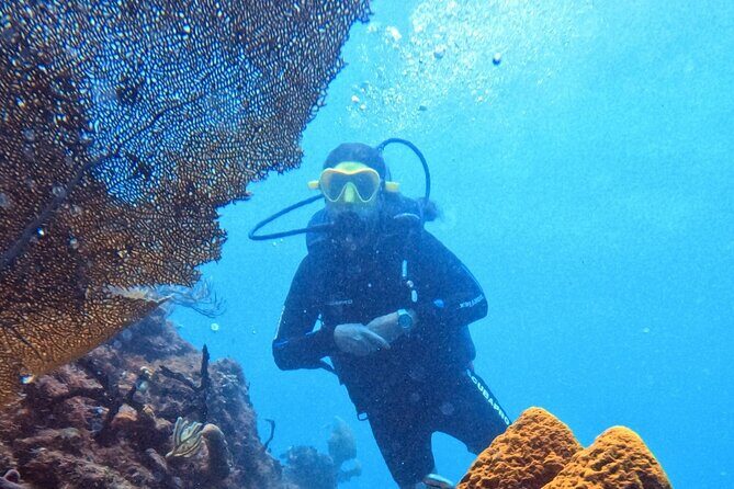 Catalina Island Diving - The Value of a Well-Organized Tour