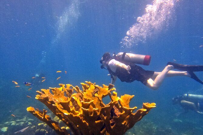 Catalina Island Diving - Authentic Marine Encounters