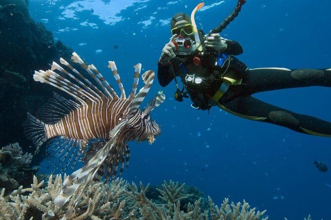 Catalina Island Diving Tour - Key Points