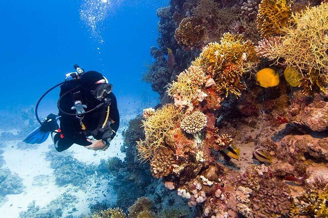 Catalina Island Diving Tour - What to Expect from the Catalina Island Diving Tour