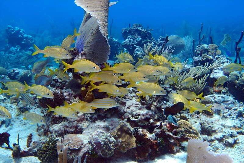 Catalina Island Full-Day Snorkeling + Lunch from Punta Cana - An Honest Breakdown of the Tour