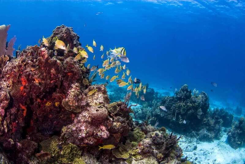 Catalina Island Full-Day Snorkeling + Lunch from Punta Cana - FAQ
