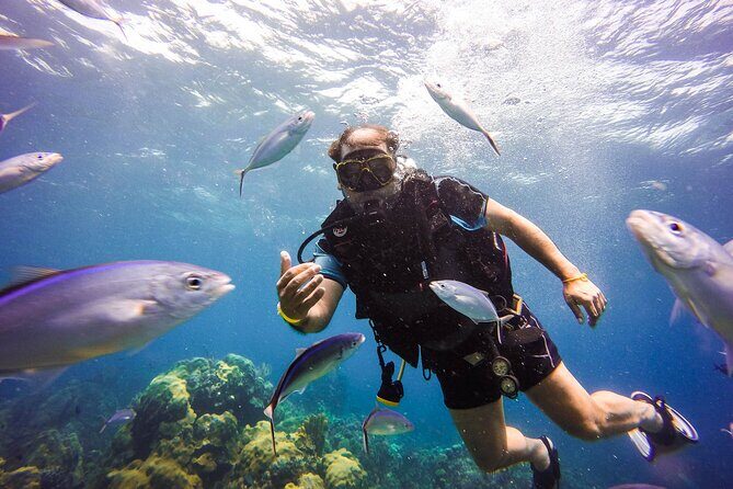 Catalina Island Scuba Diving Adventure The Wall & The Aquarium - Why We Think This Tour Delivers Great Value
