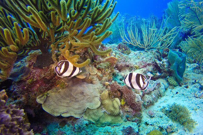 Catalina Island Scuba Diving Adventure The Wall & The Aquarium - FAQs