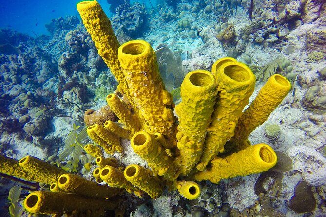 Catalina Island Scuba Diving Adventure The Wall & The Aquarium - Final Thoughts