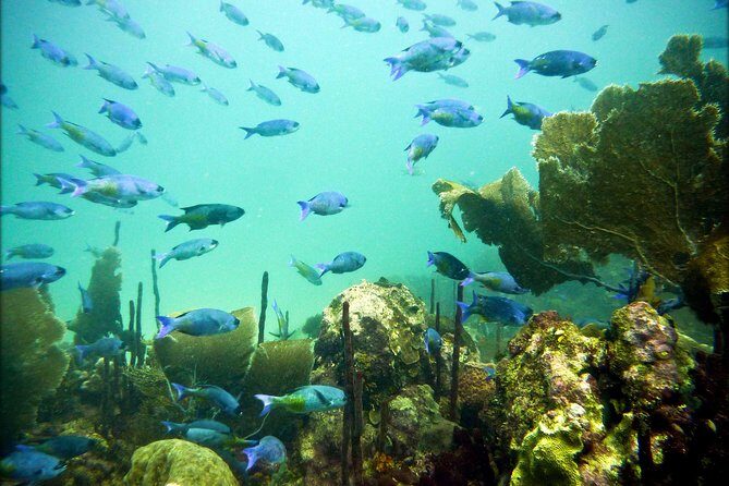 Catalina Island Scuba Diving - Amazing Full Day Tour! - Snorkeling and Beach Relaxation