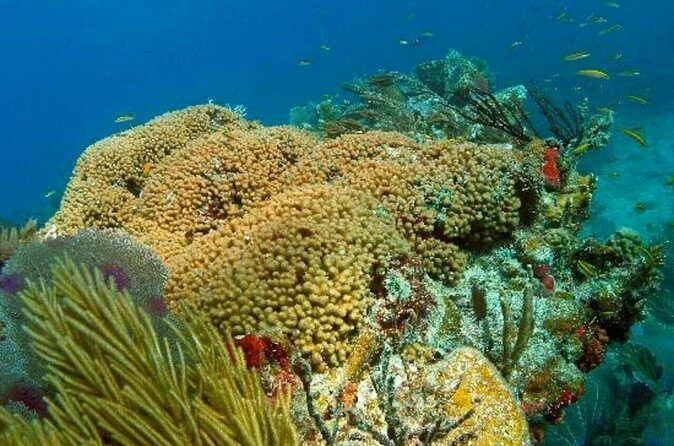 Catalina Island Scuba Diving and Snorkeling Tour from Punta Cana - Final Thoughts: Is It Worth It?