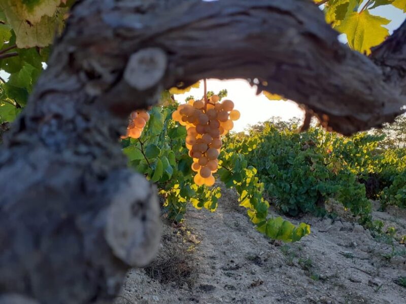 Catalonia: Unique, bespoke wine cellar visits - Key Points